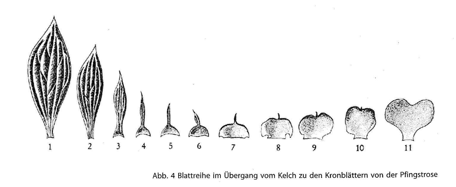 Die Pflanzenmetamorphose als Hilfe zu Verständnis ökologischer ...