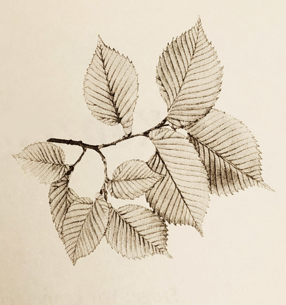 Die Ulme - der Merkurbaum - anthronet